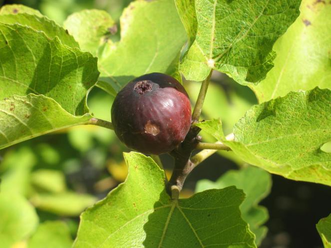 Palermo Red – Mountain Figs