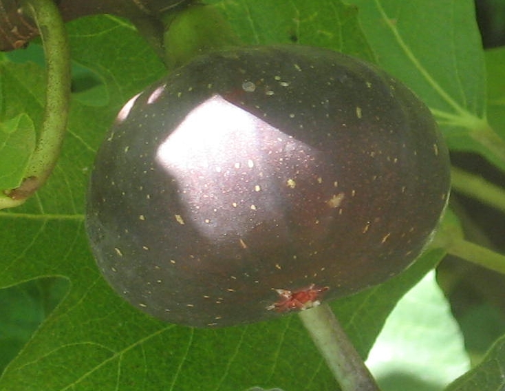 A Fig for a Forest – Mountain Figs