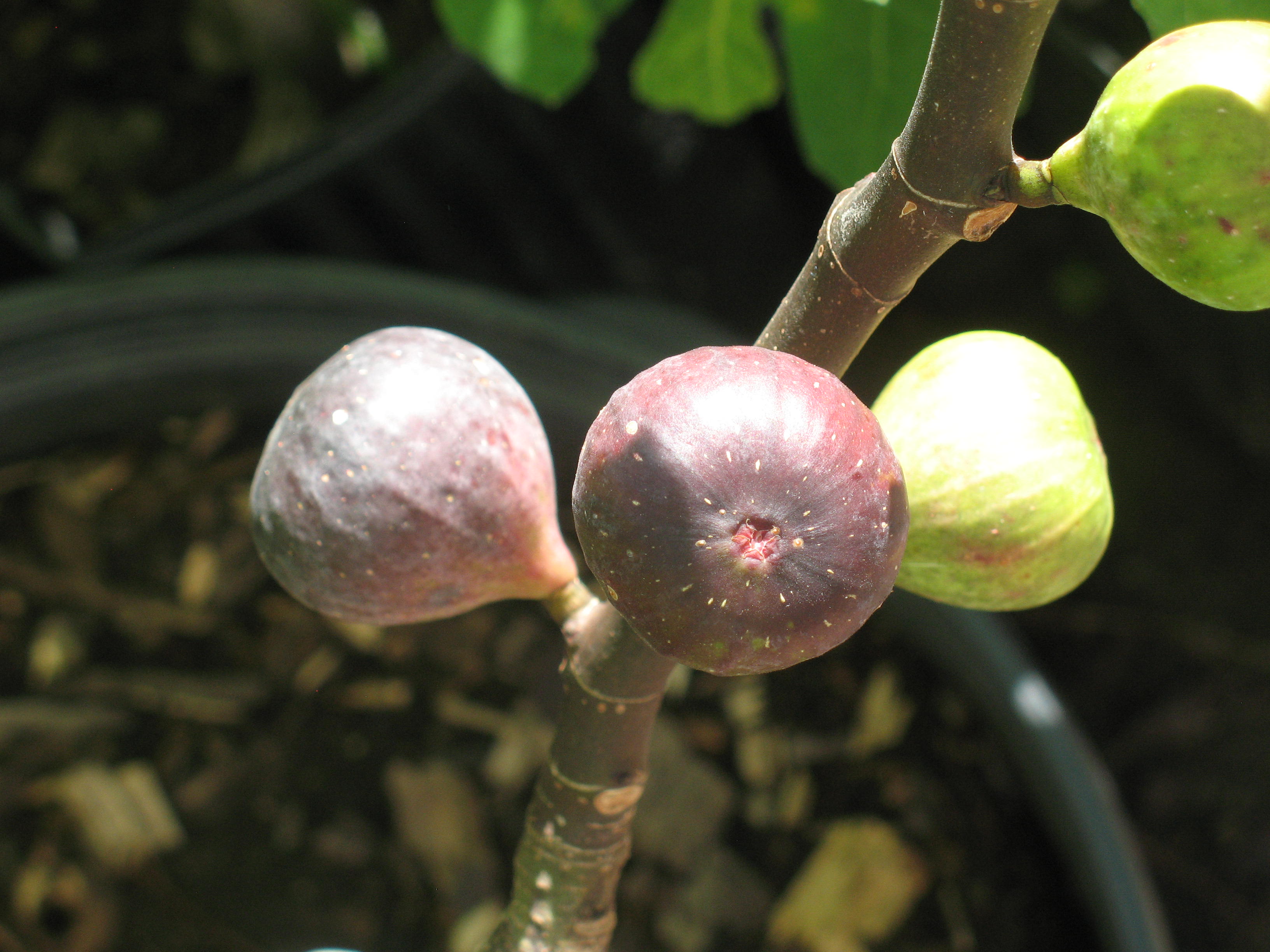 A Fig for a Forest – Mountain Figs