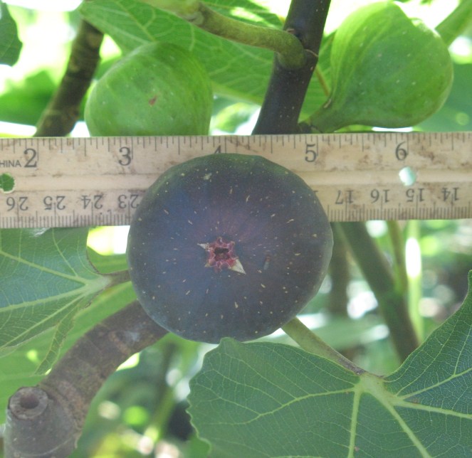 A Fig for a Forest – Mountain Figs