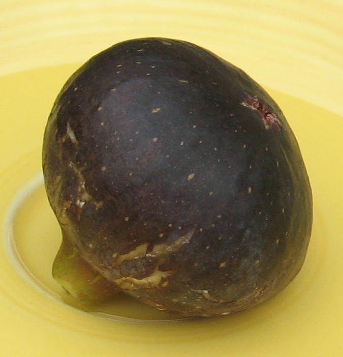 A Fig for a Forest – Mountain Figs