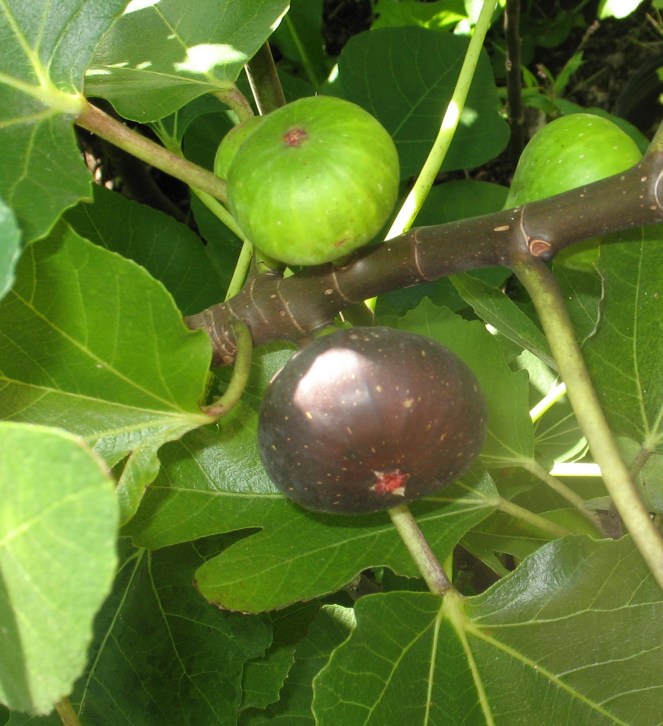A Fig for a Forest – Mountain Figs