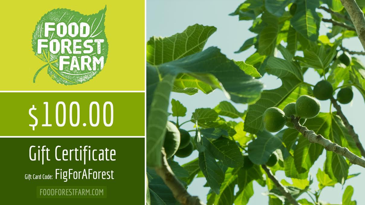 From a Fig to Food Forest Farm – Mountain Figs