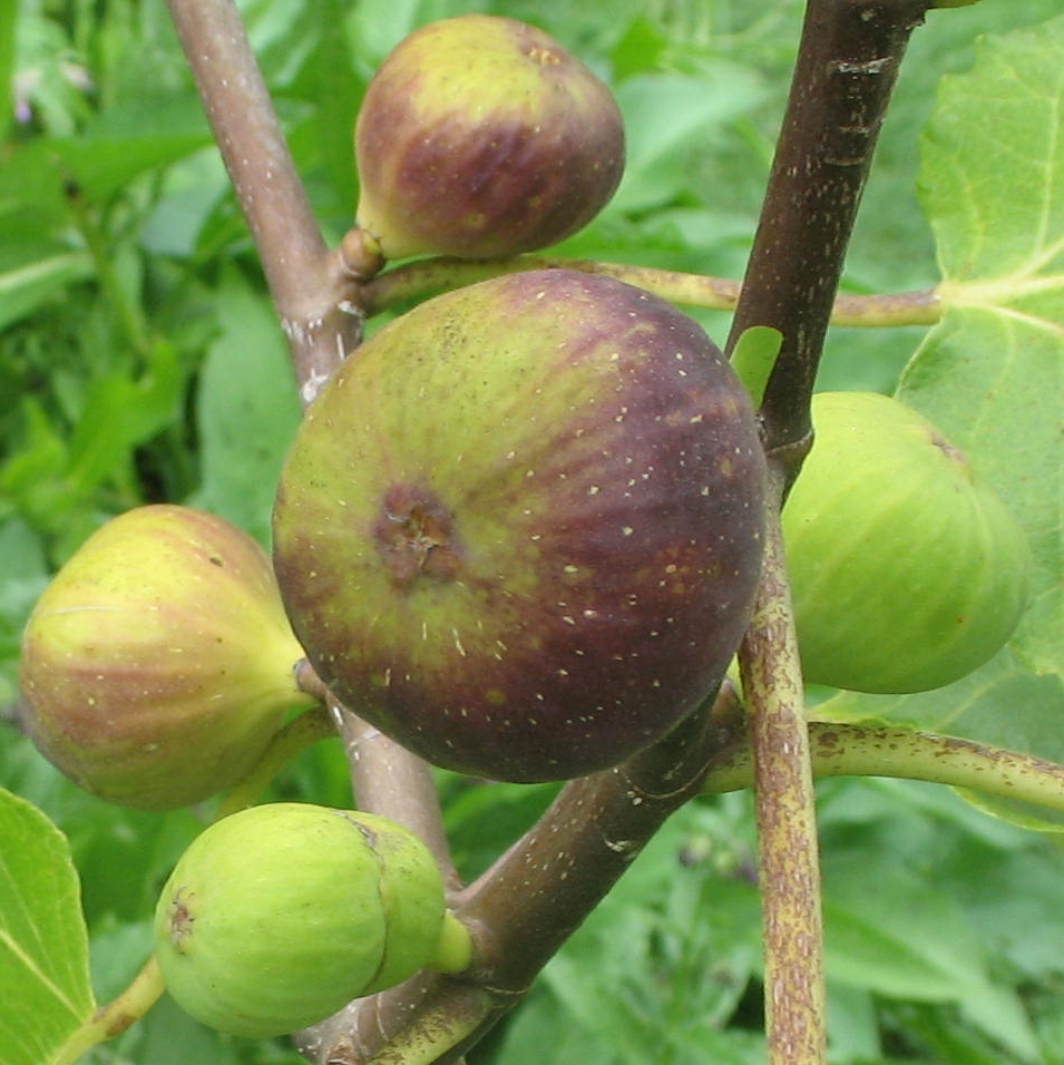 What is an unusual fig? – Mountain Figs