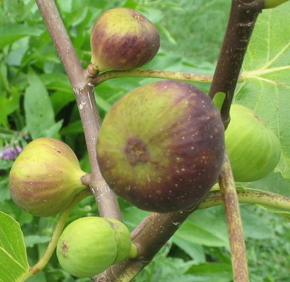 What is an unusual fig? – Mountain Figs