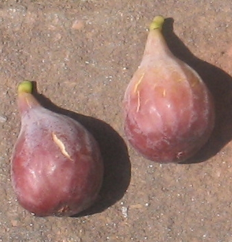 Celeste – Mountain Figs