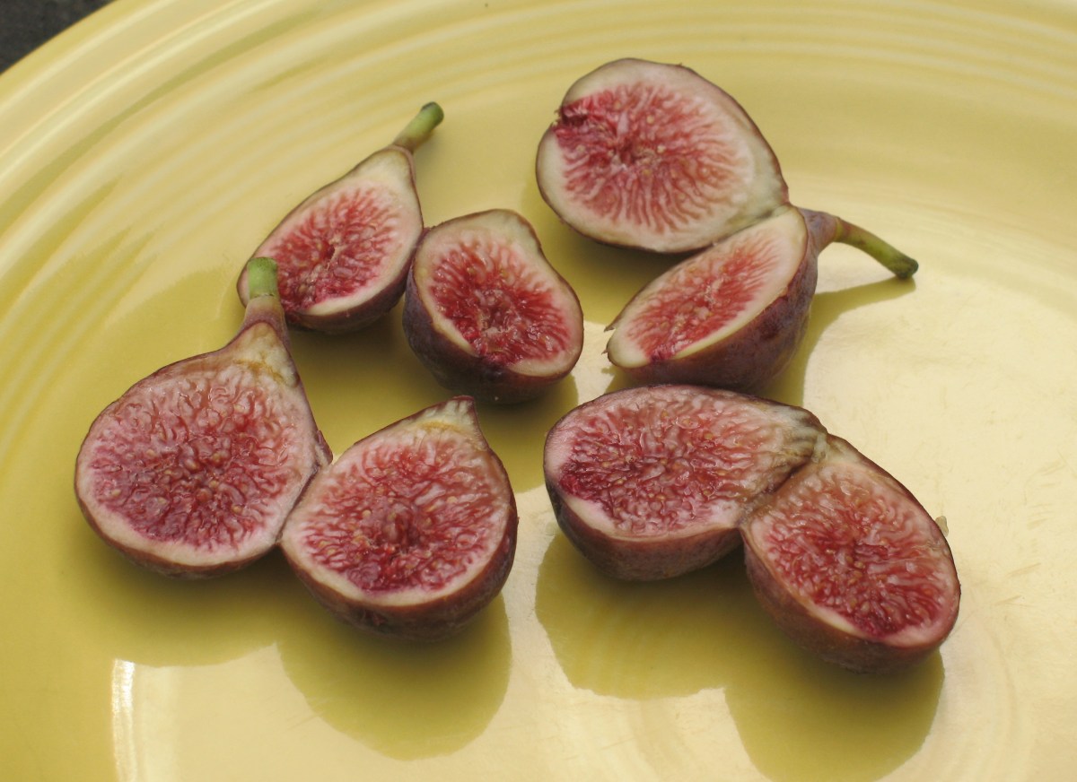 Celeste – Mountain Figs