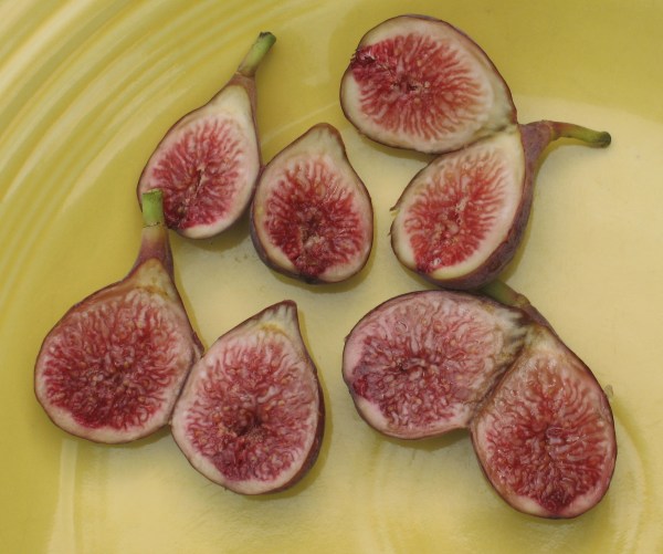 Celeste – Mountain Figs