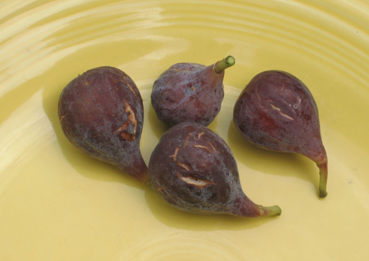 Celeste – Mountain Figs