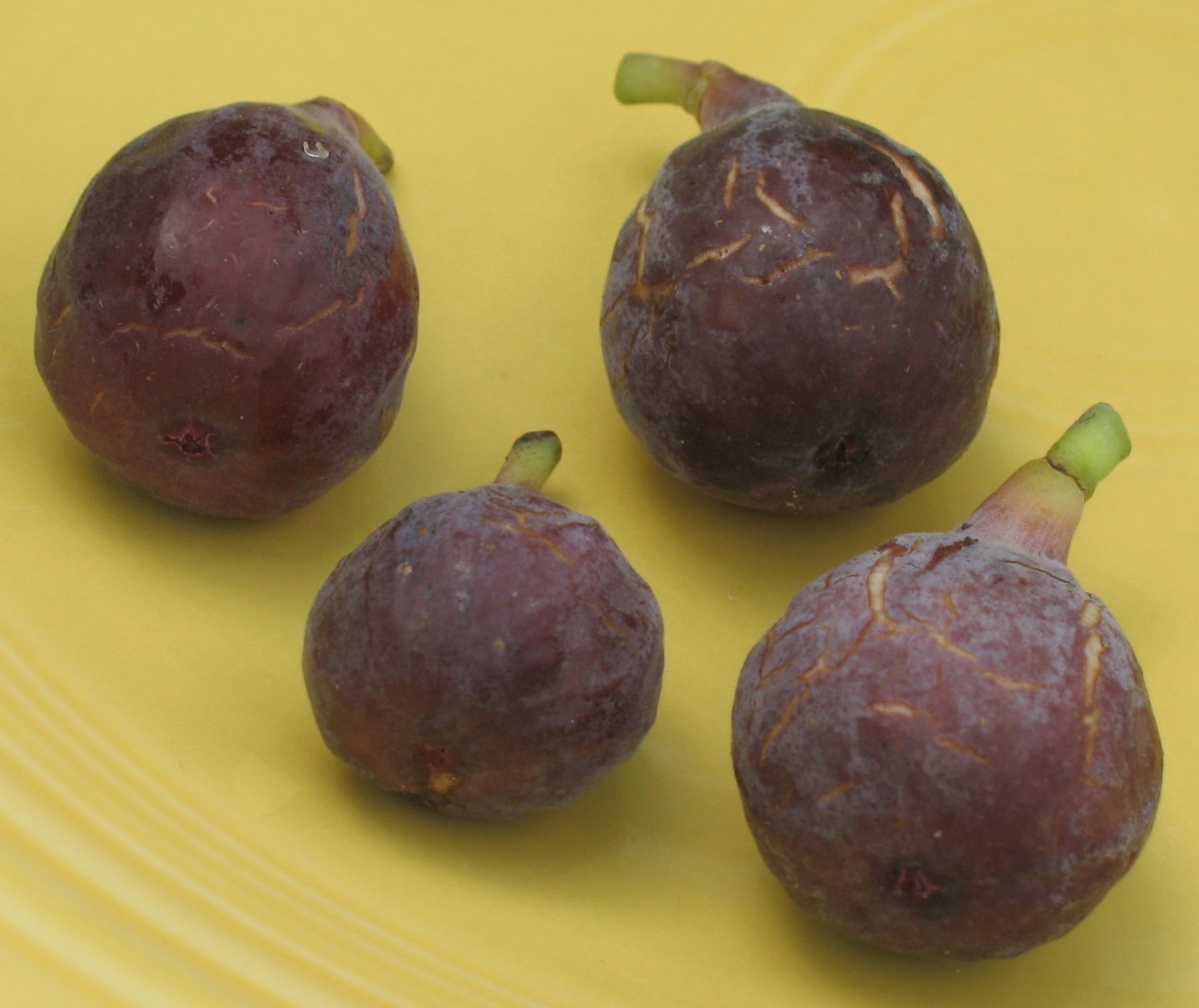 Celeste – Mountain Figs