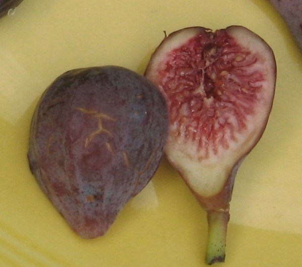 Celeste – Mountain Figs