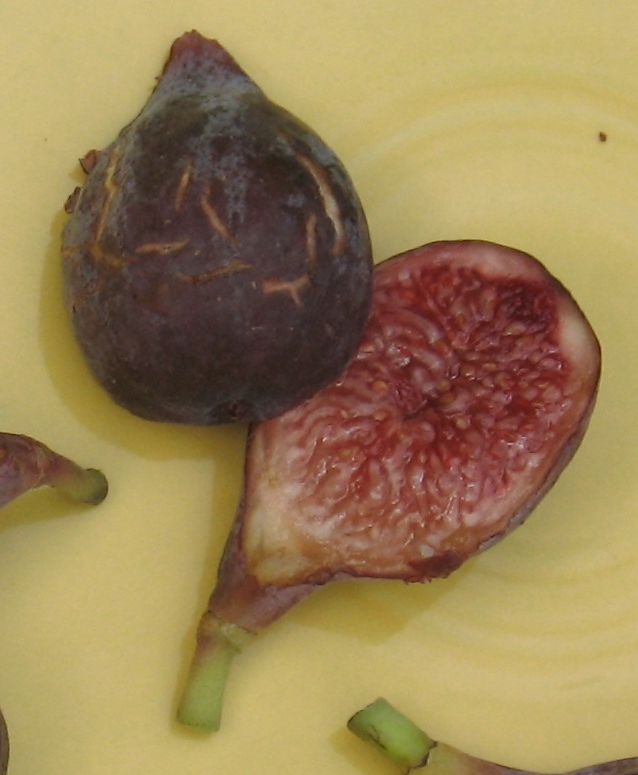 Celeste – Mountain Figs