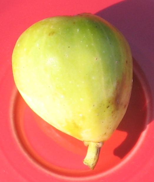 Golden Riverside (UCR 278-128) – Mountain Figs