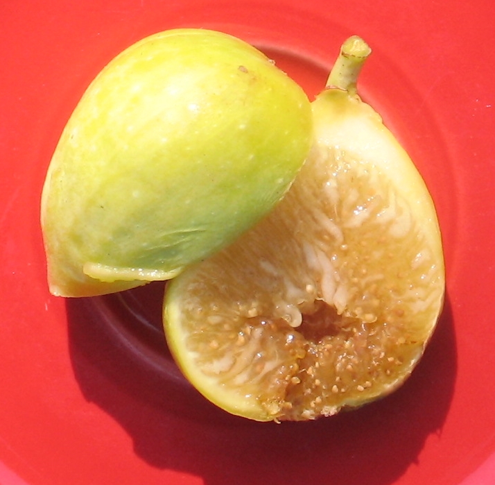 Golden Riverside (UCR 278-128) – Mountain Figs