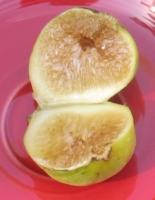 Golden Riverside (UCR 278-128) – Mountain Figs