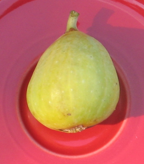 Golden Riverside (UCR 278-128) – Mountain Figs