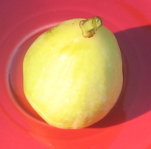 Golden Riverside (UCR 278-128) – Mountain Figs