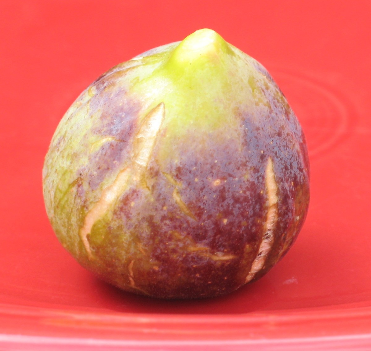 Planera – Mountain Figs