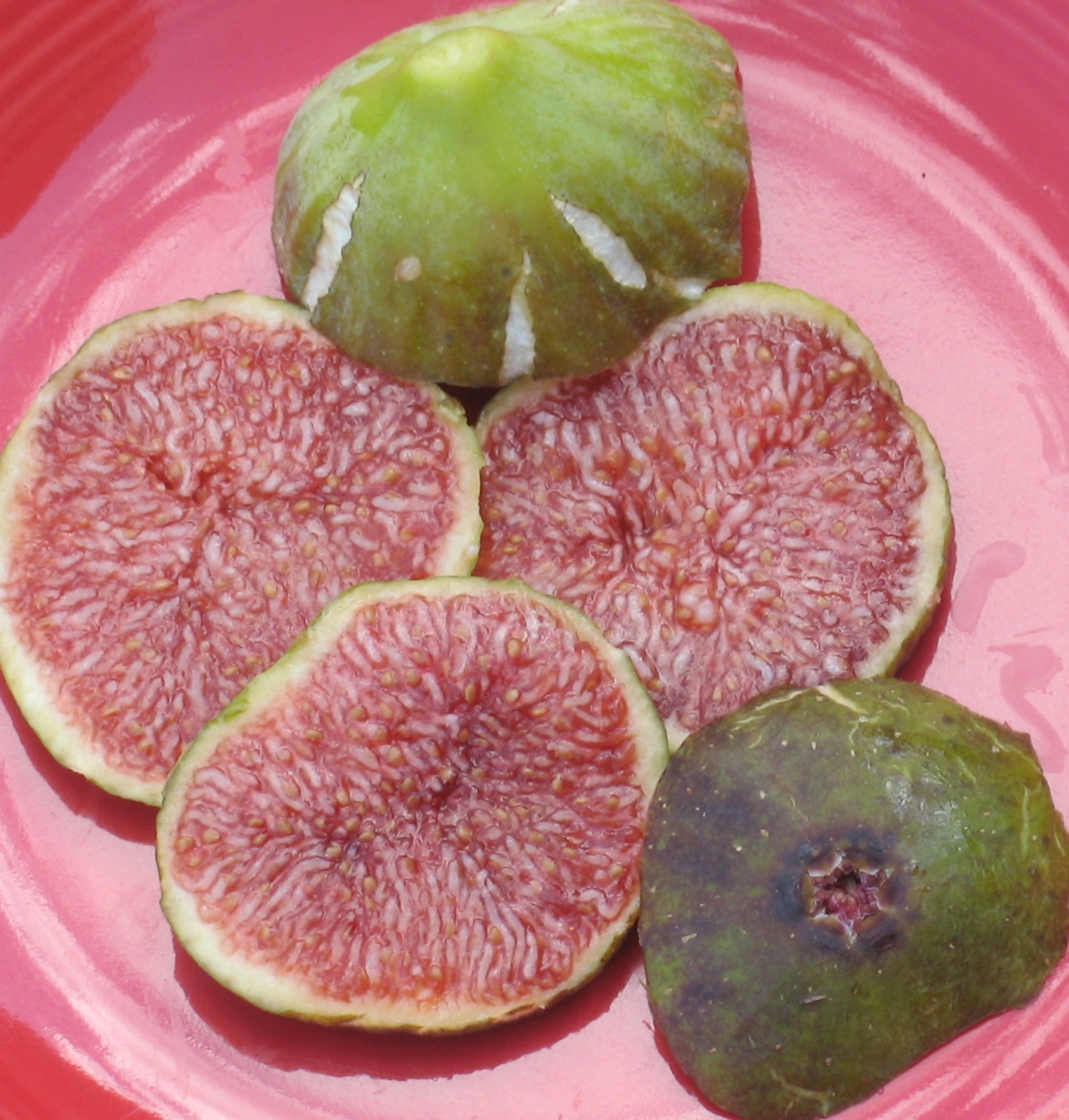 Planera – Mountain Figs