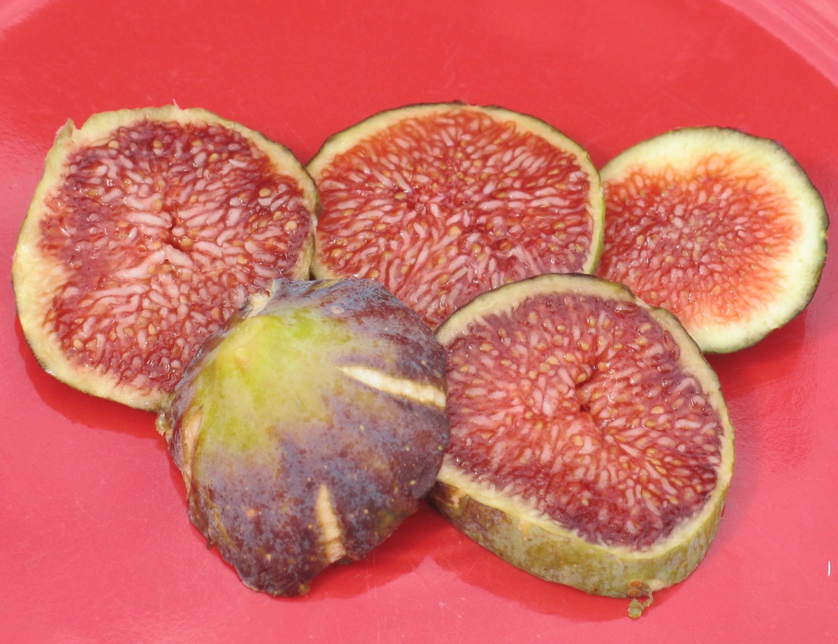Planera – Mountain Figs