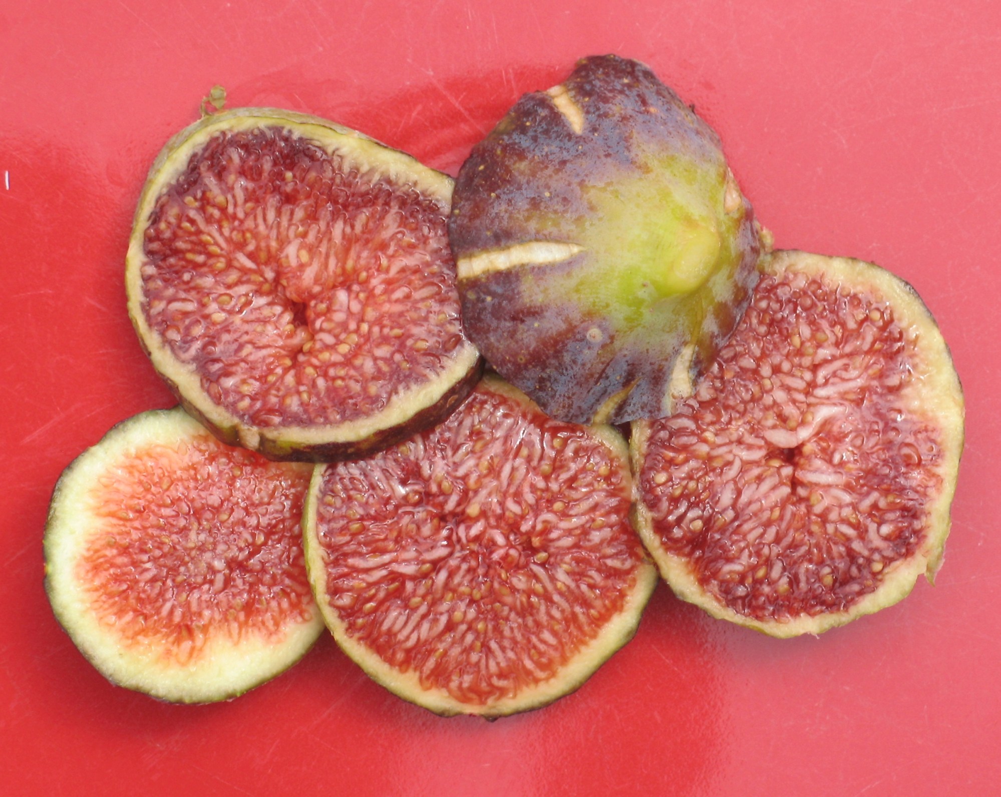 Planera – Mountain Figs