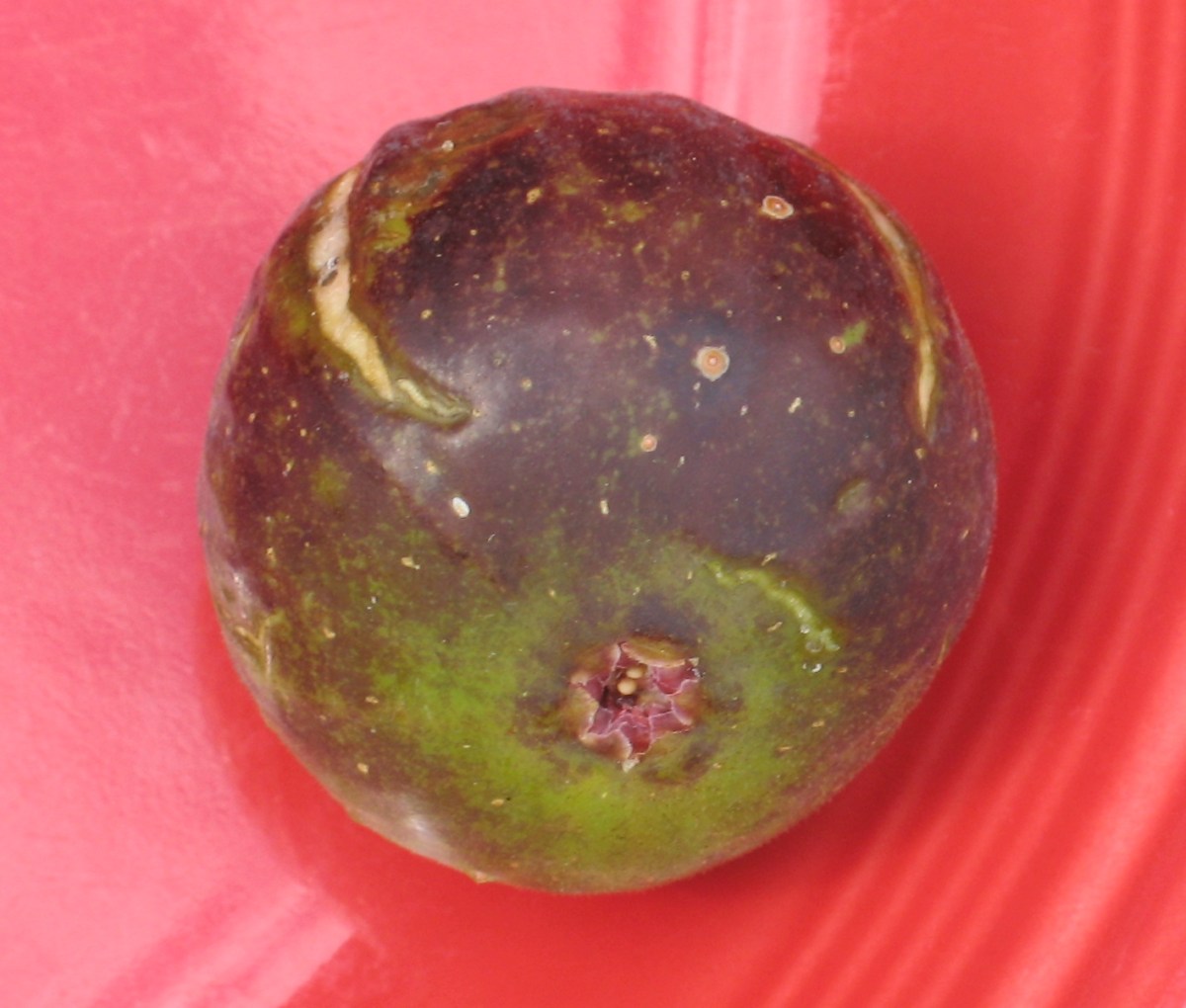 Planera – Mountain Figs
