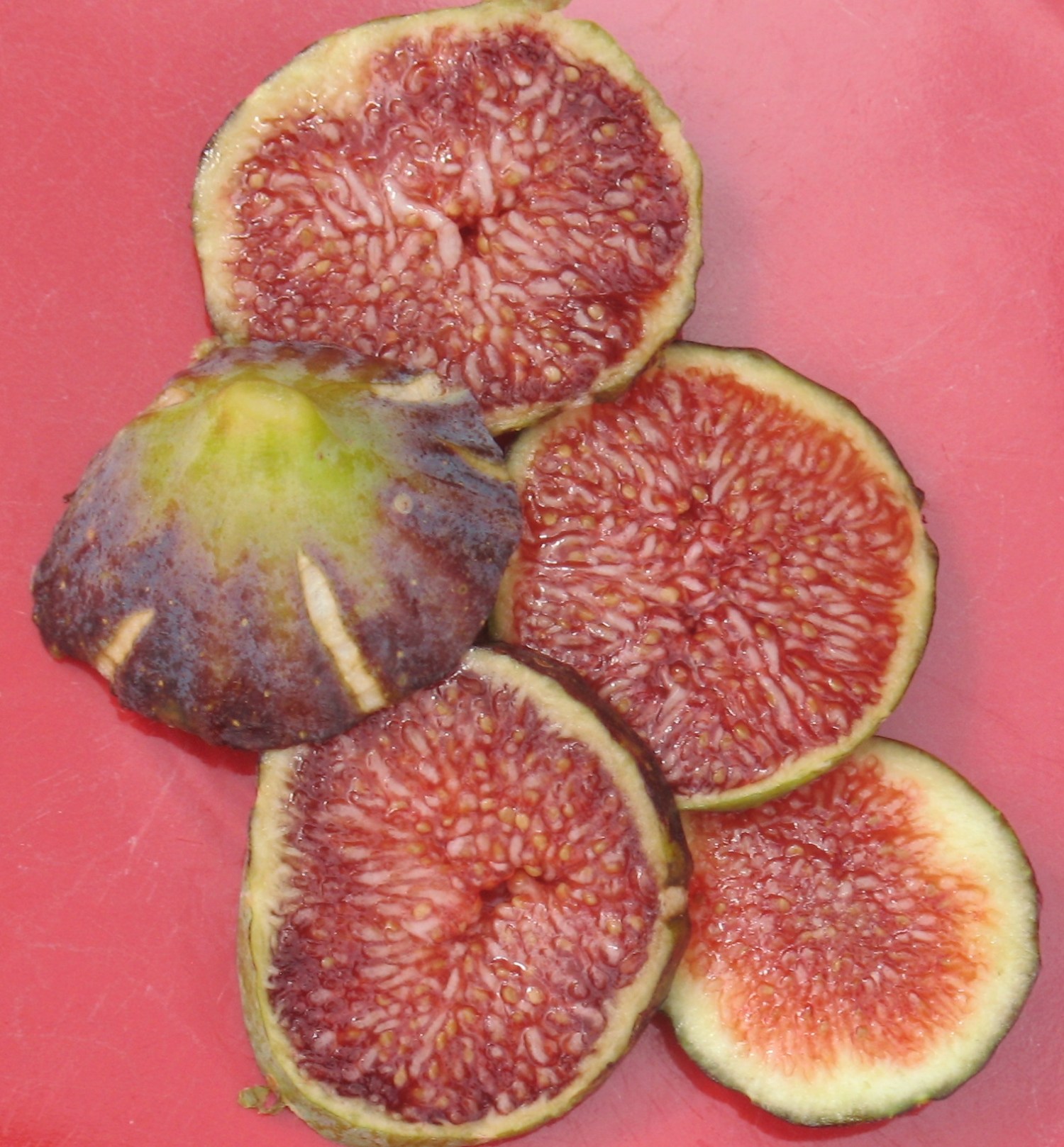 Planera – Mountain Figs