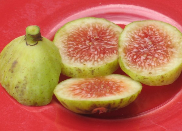Sucrette – Mountain Figs