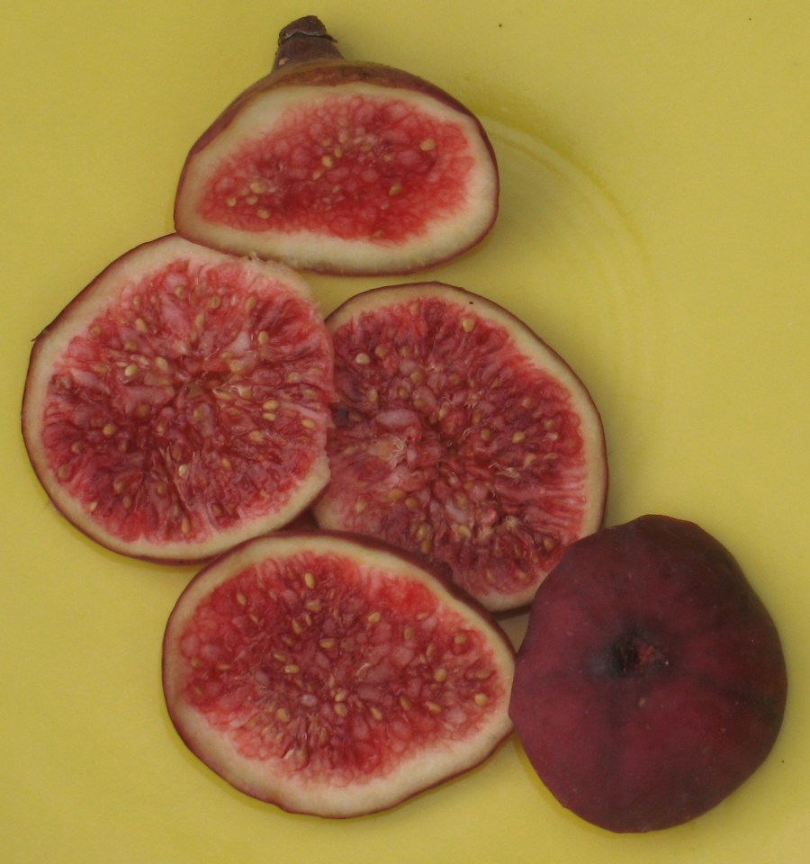 Negra d’Agde – Mountain Figs