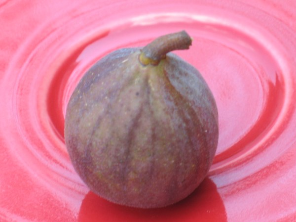 Siblawi – Mountain Figs