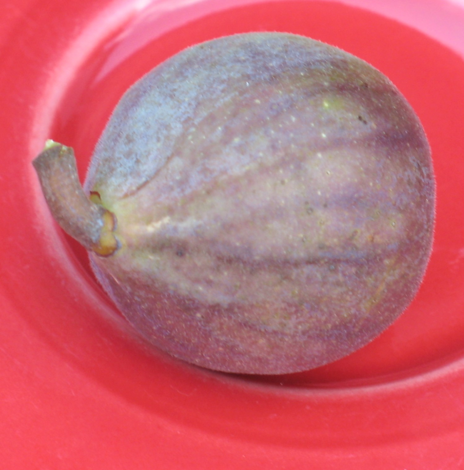 New Varieties – Mountain Figs