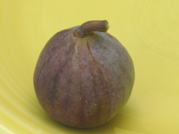 Siblawi – Mountain Figs