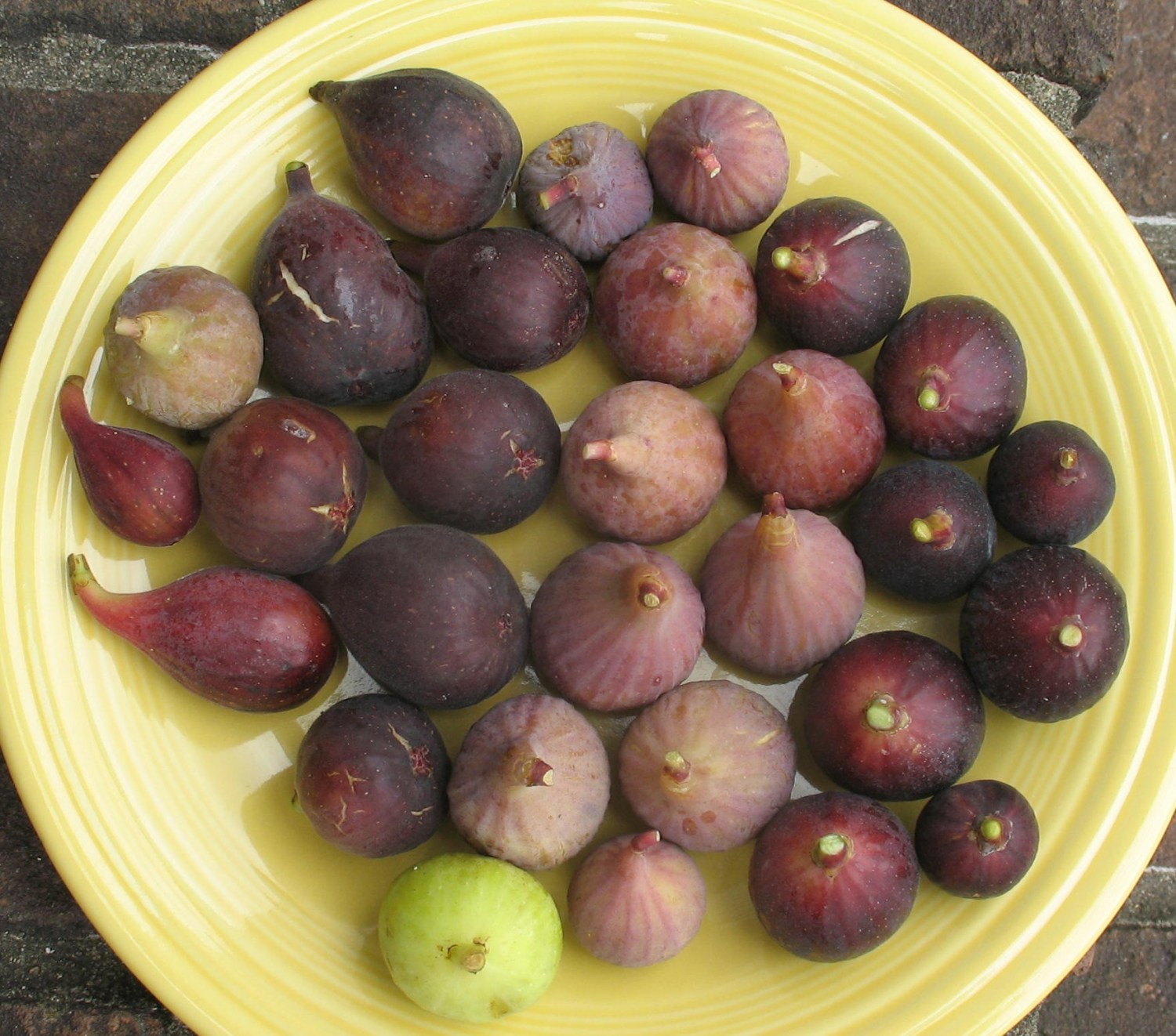 Figs by Bounty – sheer production – Mountain Figs