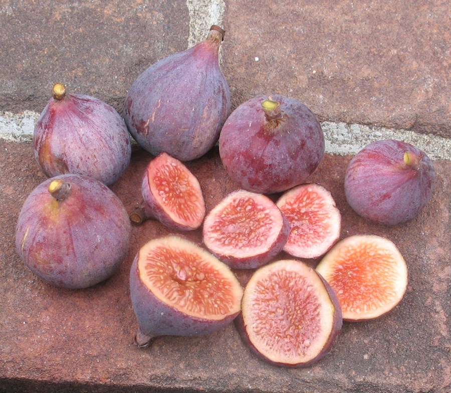 Figs by Bounty – sheer production – Mountain Figs