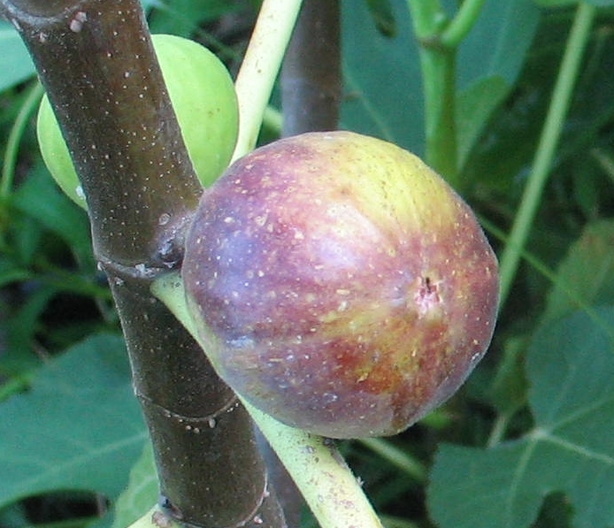 Figs by Seven – Mountain Figs