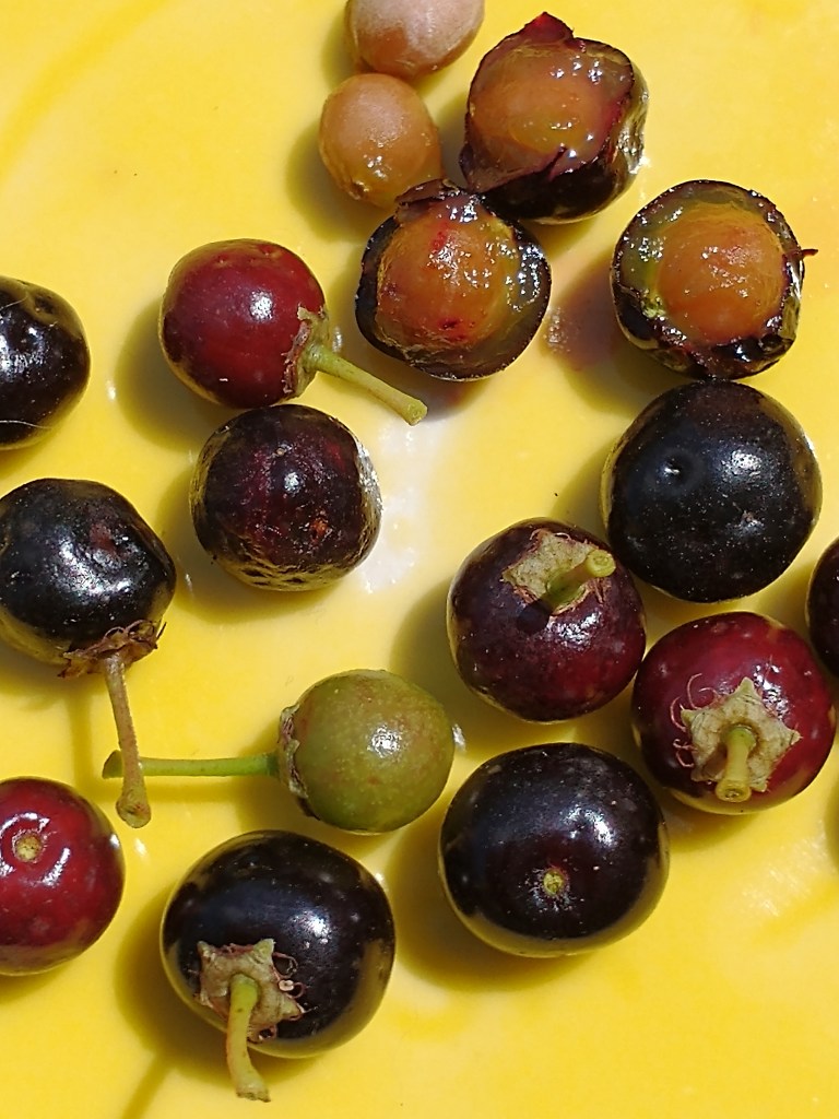 Black Cherry Fruit (wild) – Mountain Figs