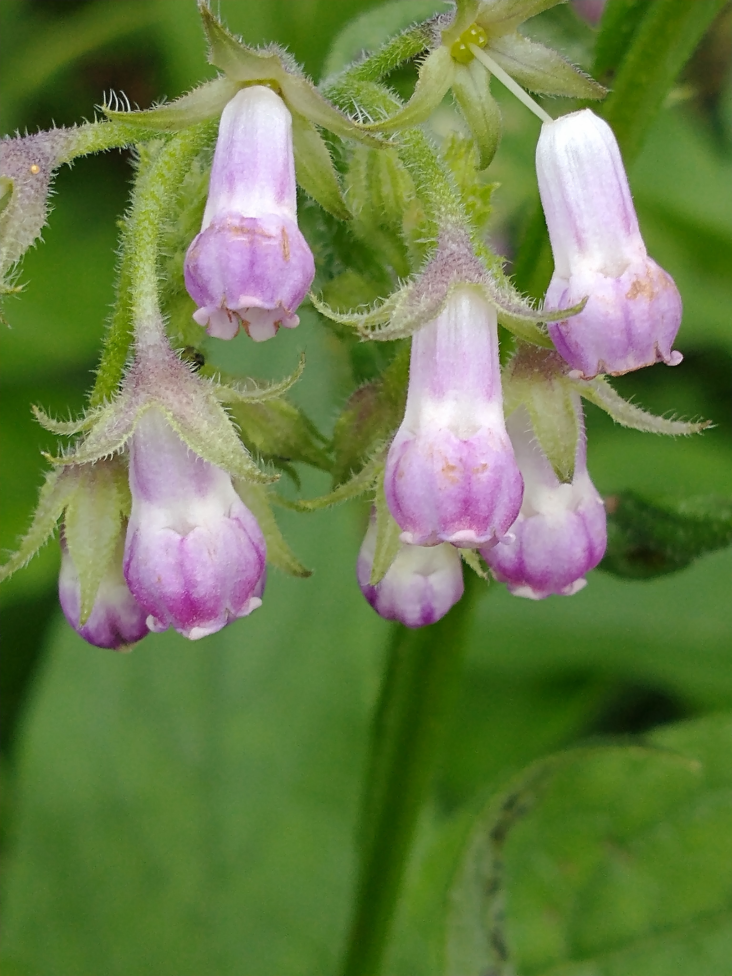 Comfrey Blossoms – Mountain Figs