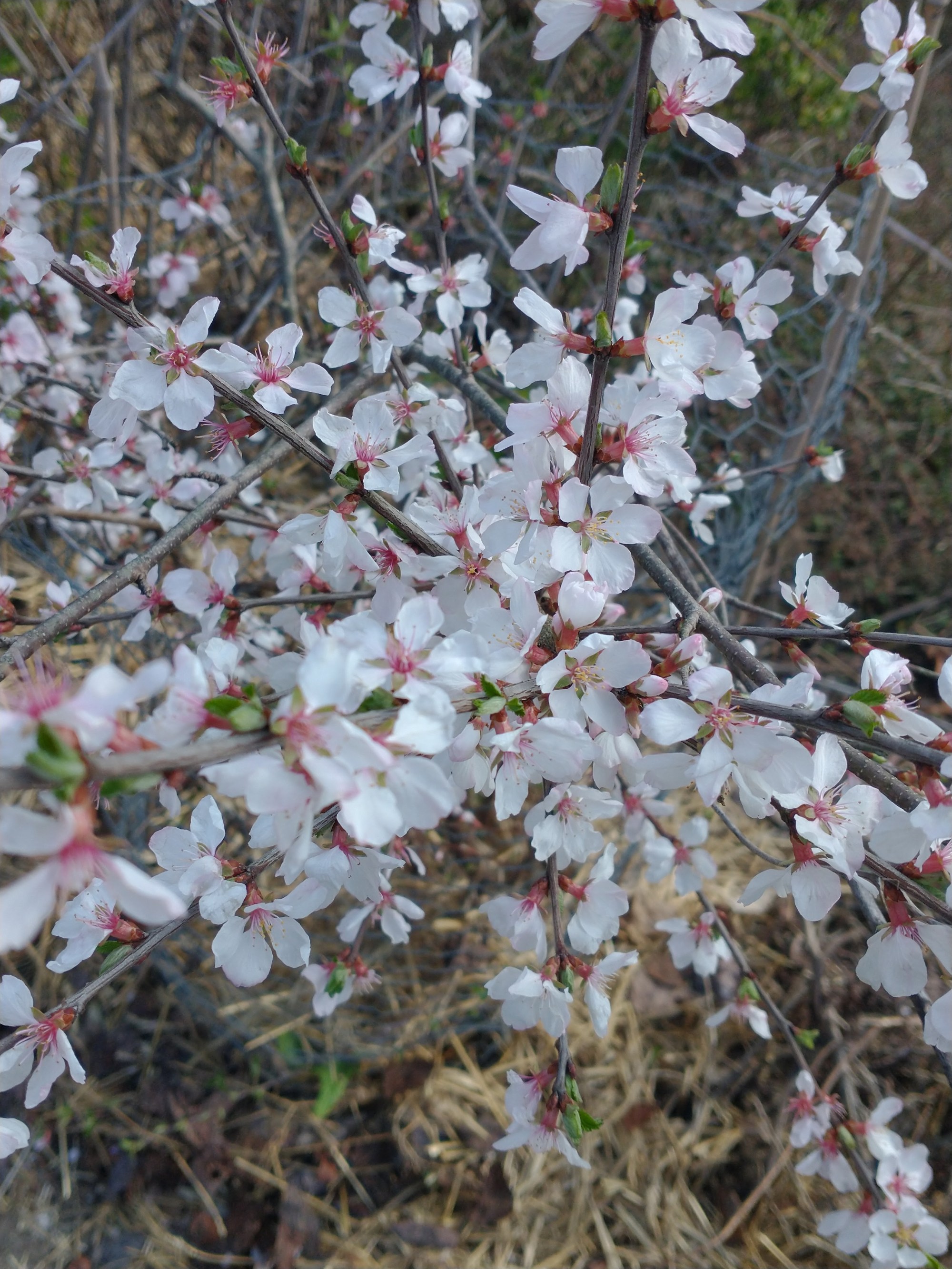 Spring 2024 – Mountain Figs