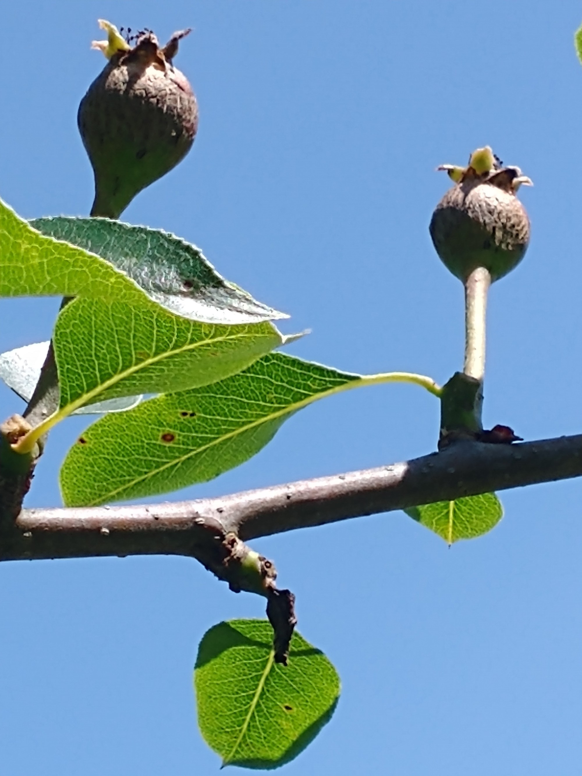 Peach, Persimmon, Haskap, Pear – Early Stages – Mountain Figs