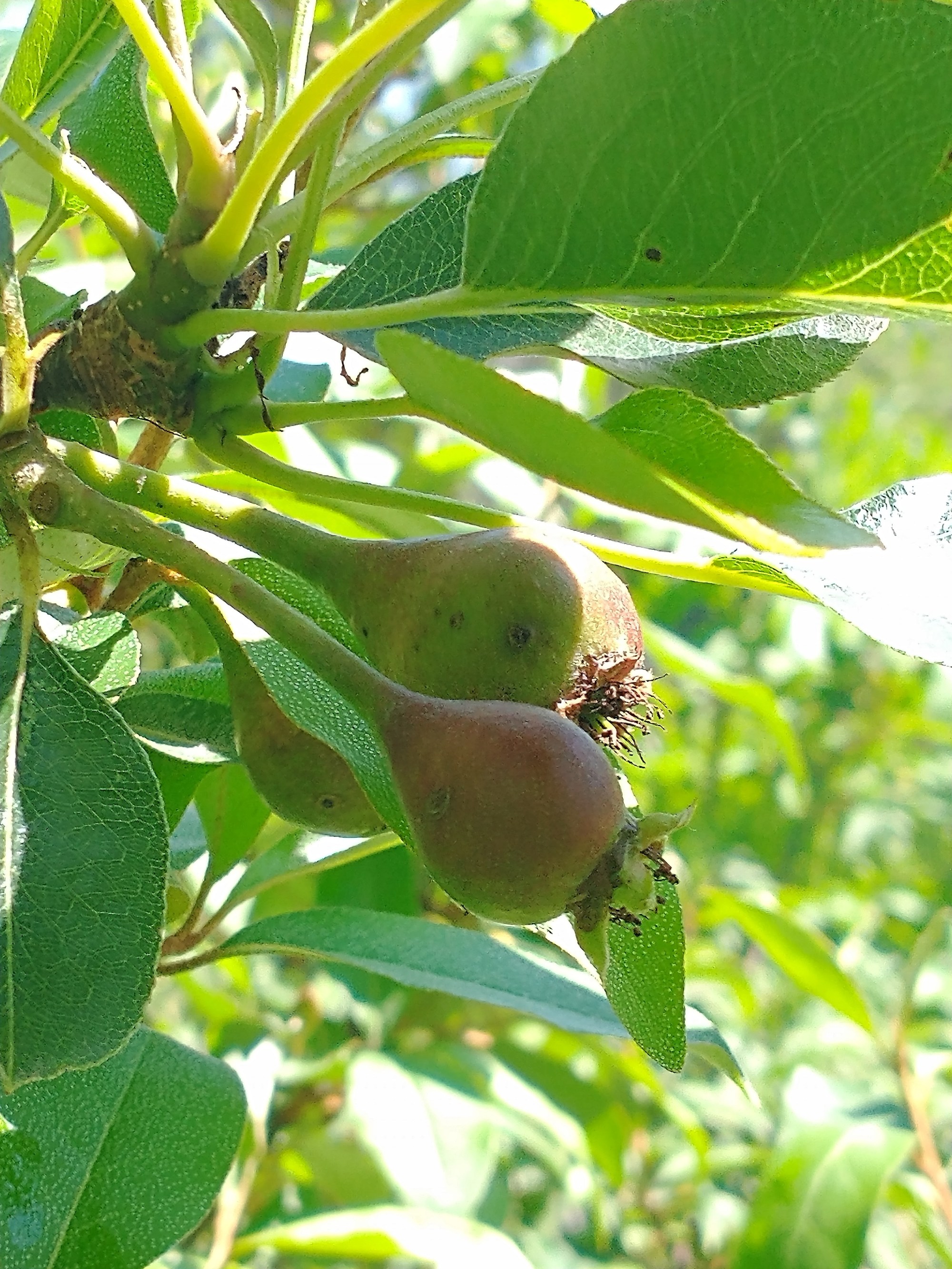 Peach, Persimmon, Haskap, Pear – Early Stages – Mountain Figs