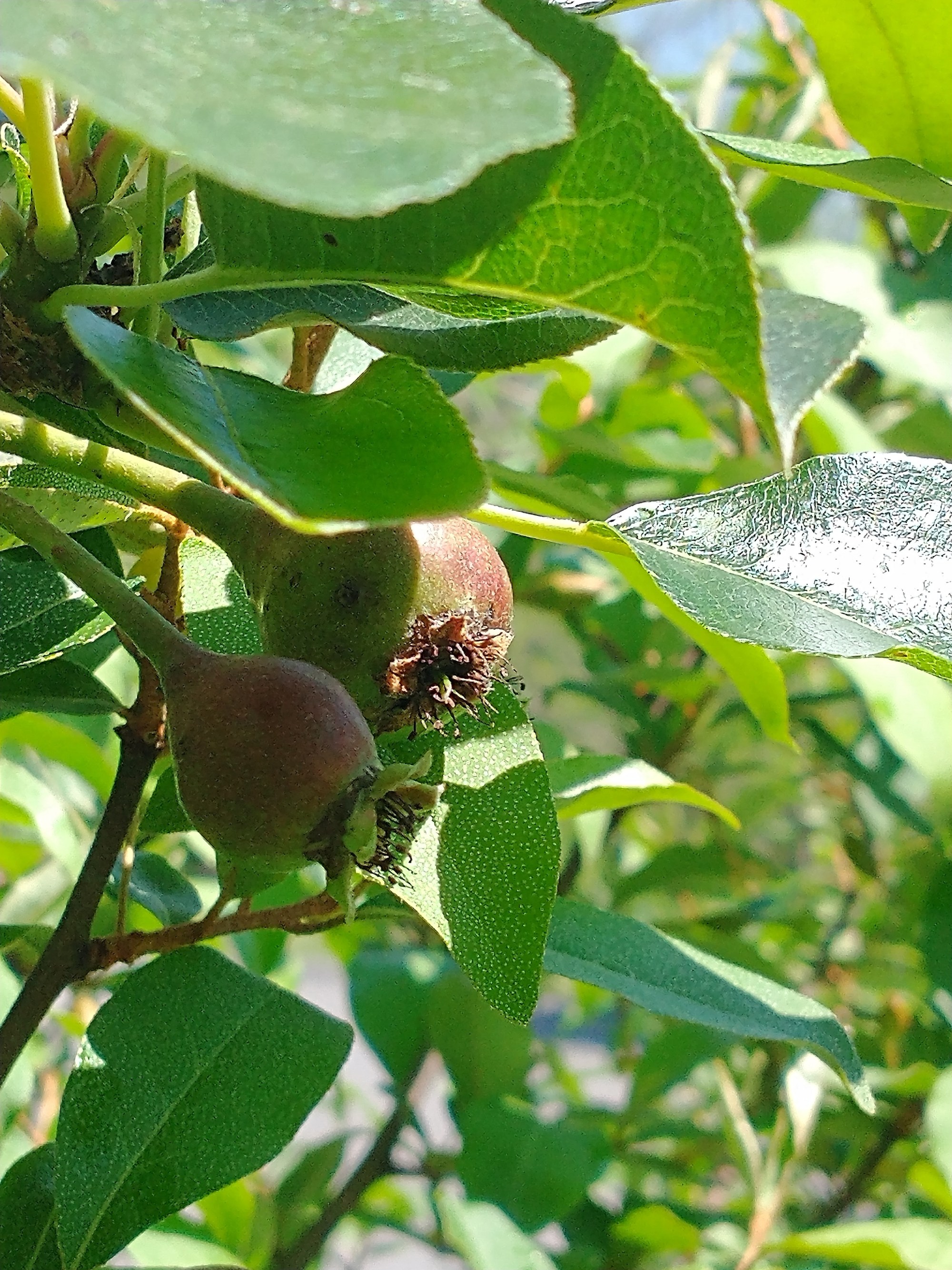Peach, Persimmon, Haskap, Pear – Early Stages – Mountain Figs