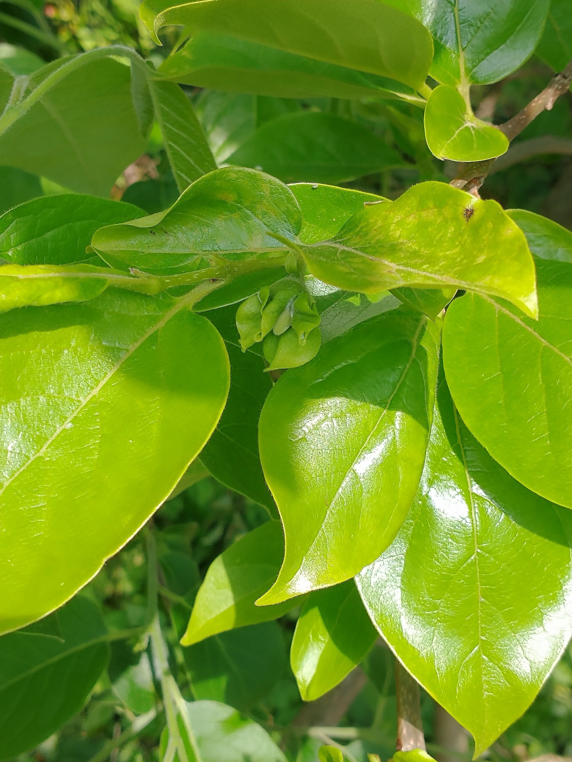Peach, Persimmon, Haskap, Pear – Early Stages – Mountain Figs