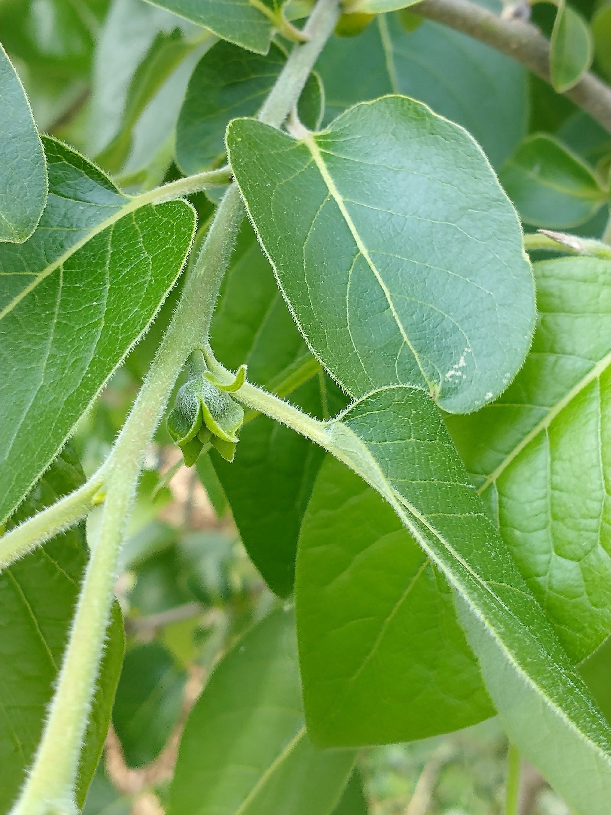 Peach, Persimmon, Haskap, Pear – Early Stages – Mountain Figs