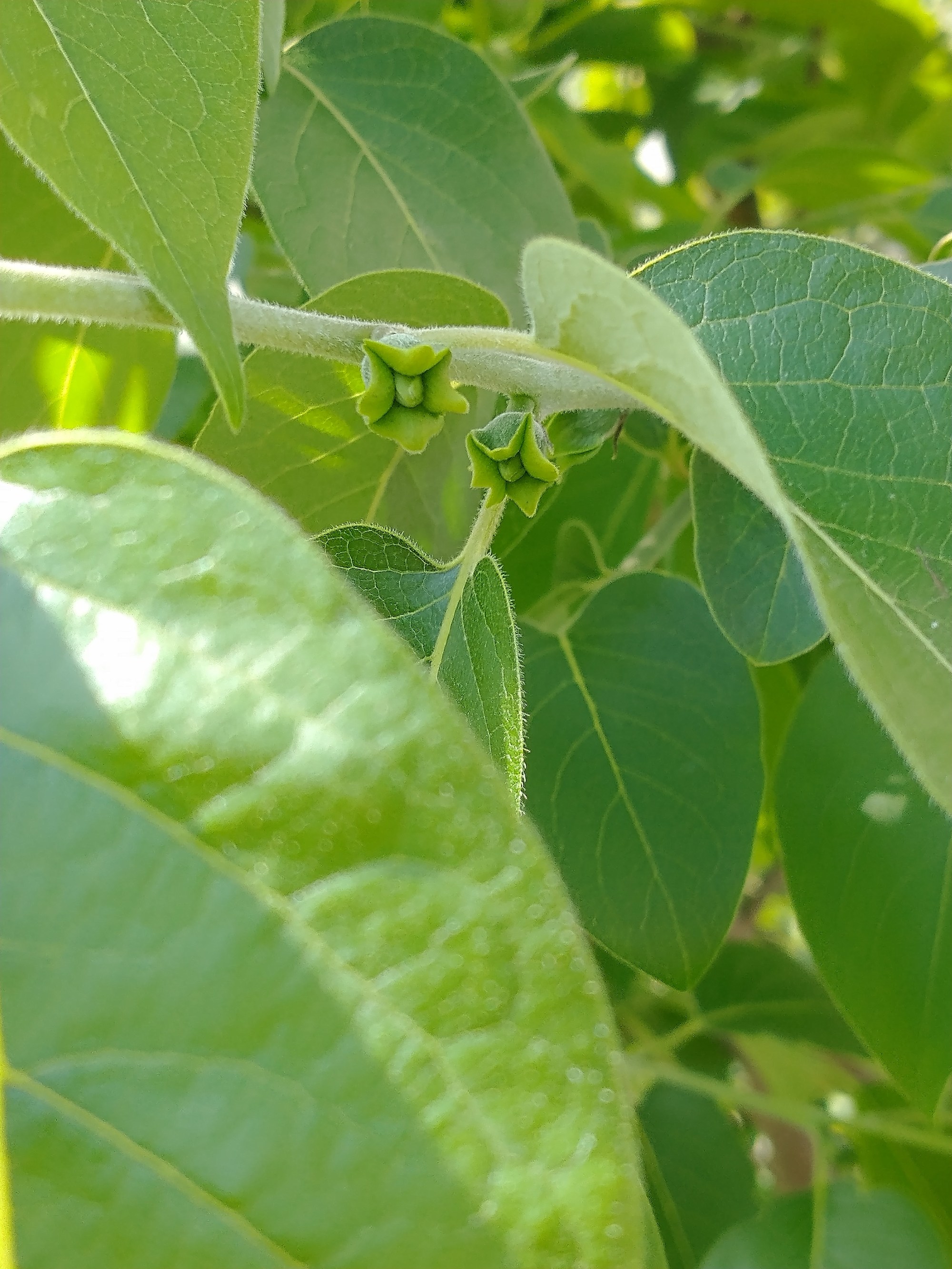 Peach, Persimmon, Haskap, Pear – Early Stages – Mountain Figs