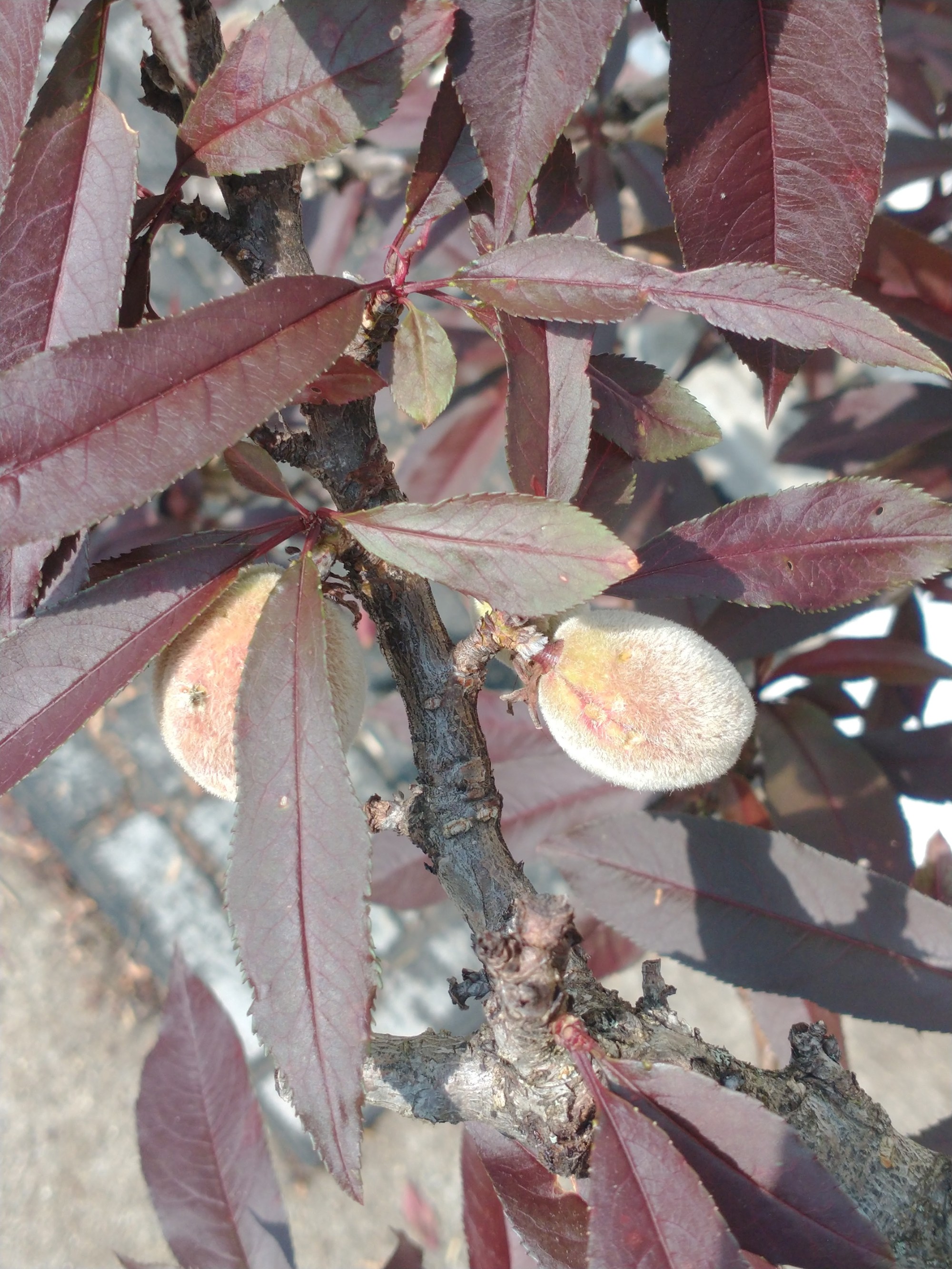 Peach, Persimmon, Haskap, Pear – Early Stages – Mountain Figs