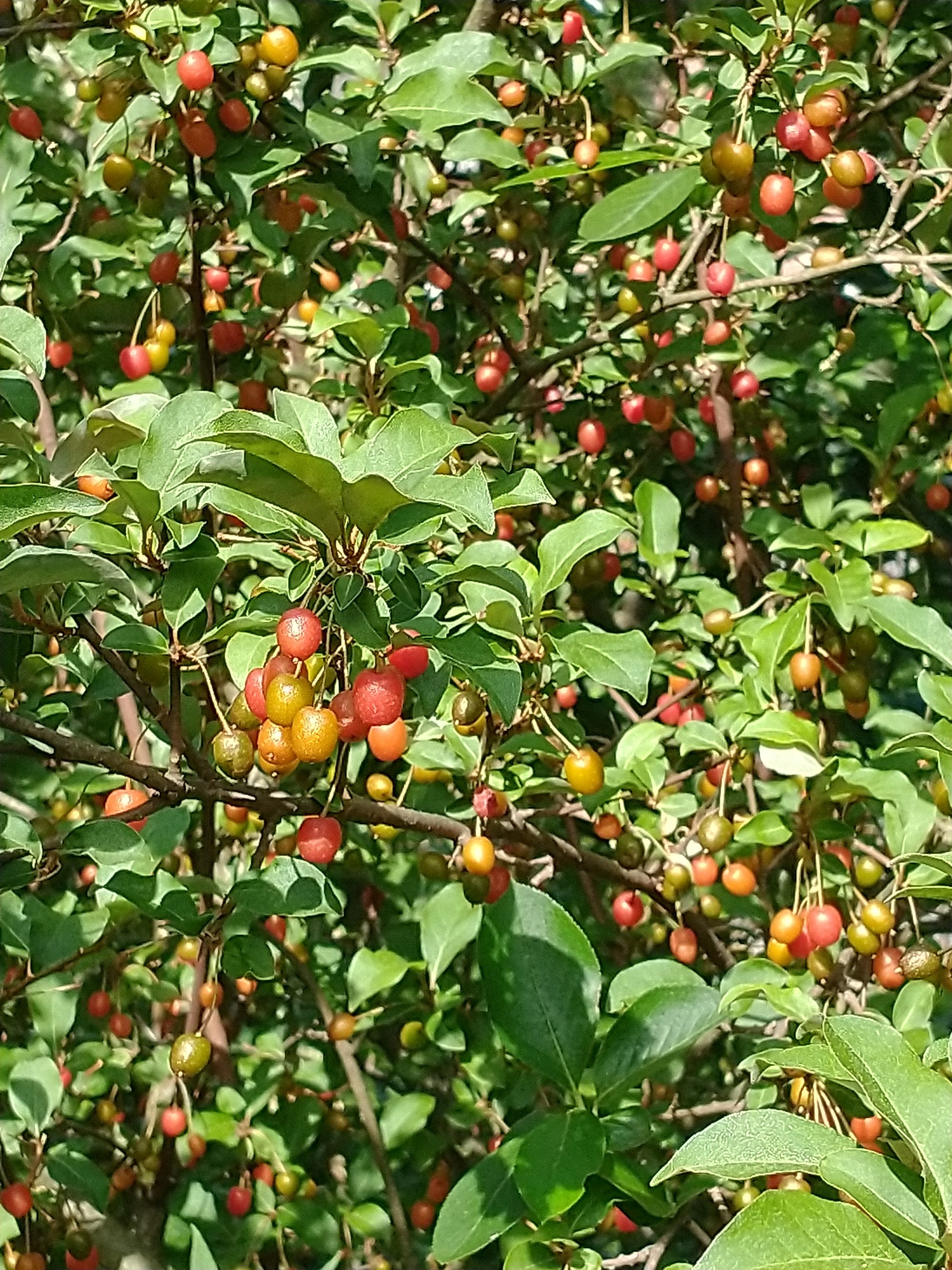 Cedar Waxwings – Mountain Figs