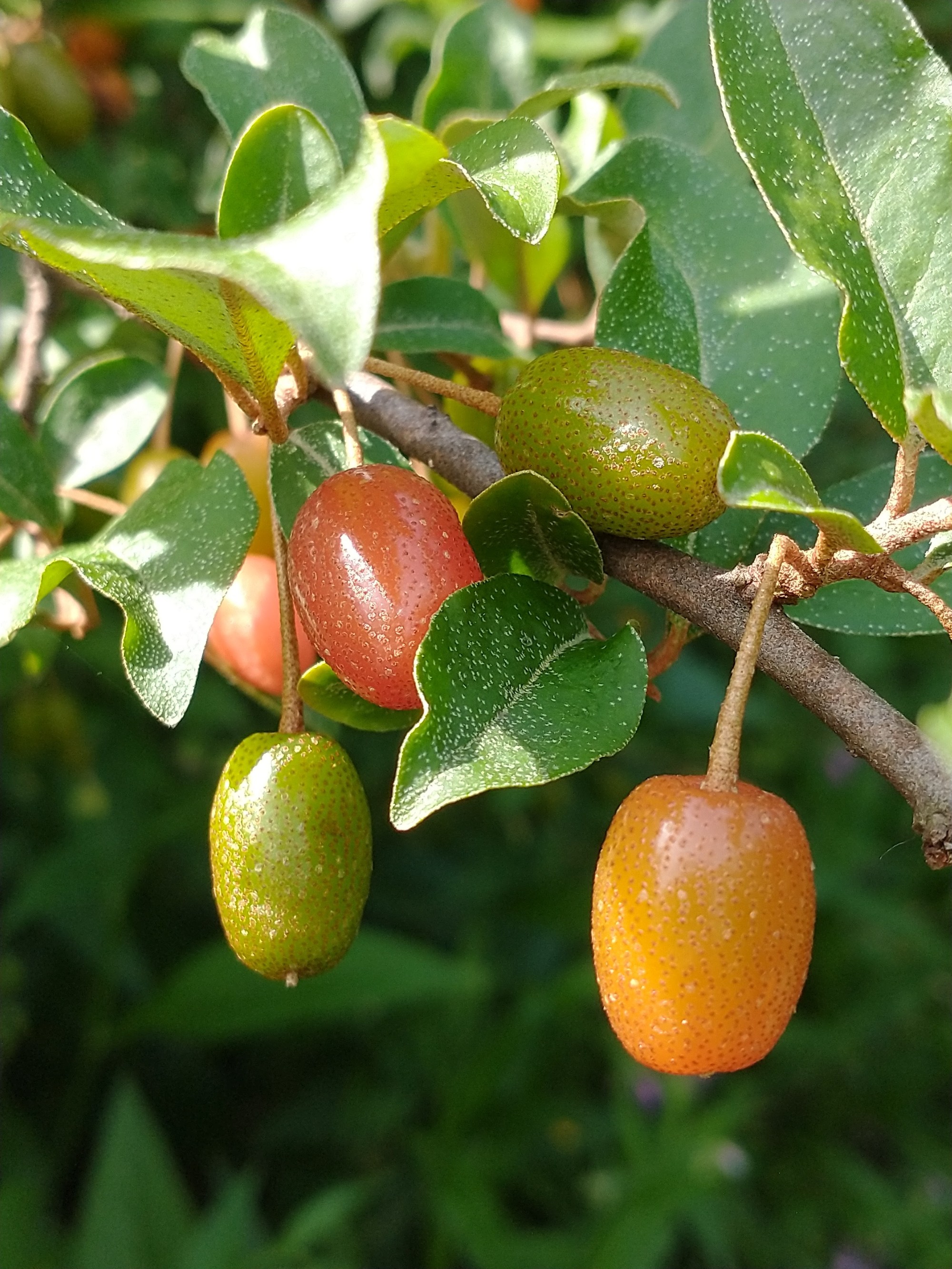 Cedar Waxwings – Mountain Figs