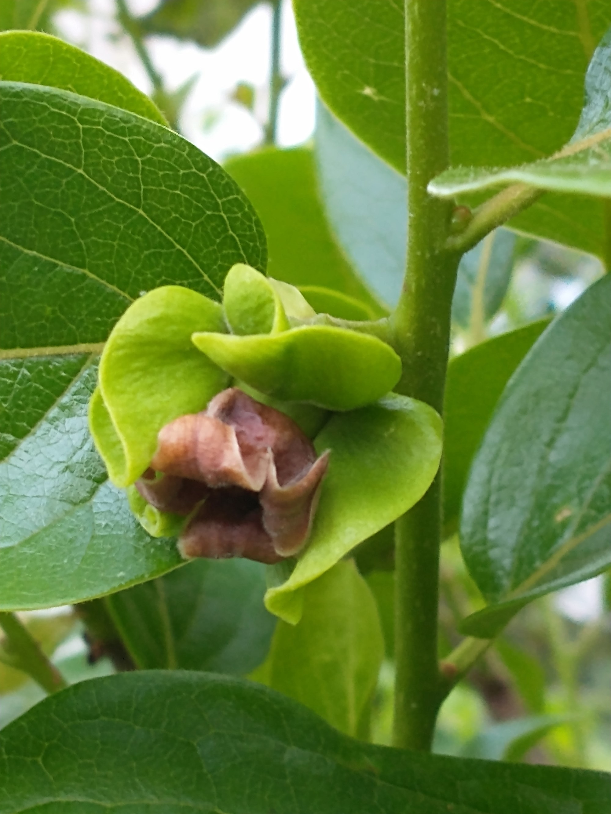 Early Fruit and Late Blooms – Mountain Figs