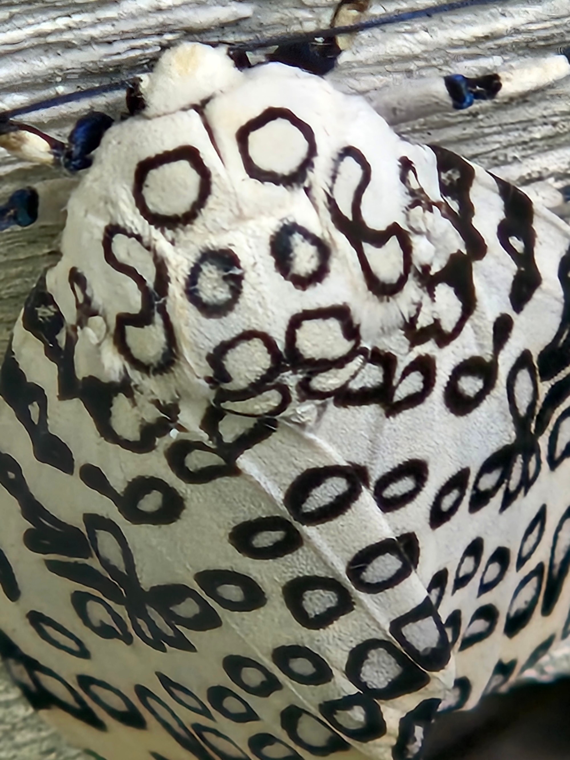 Giant Leopard Moth – Mountain Figs