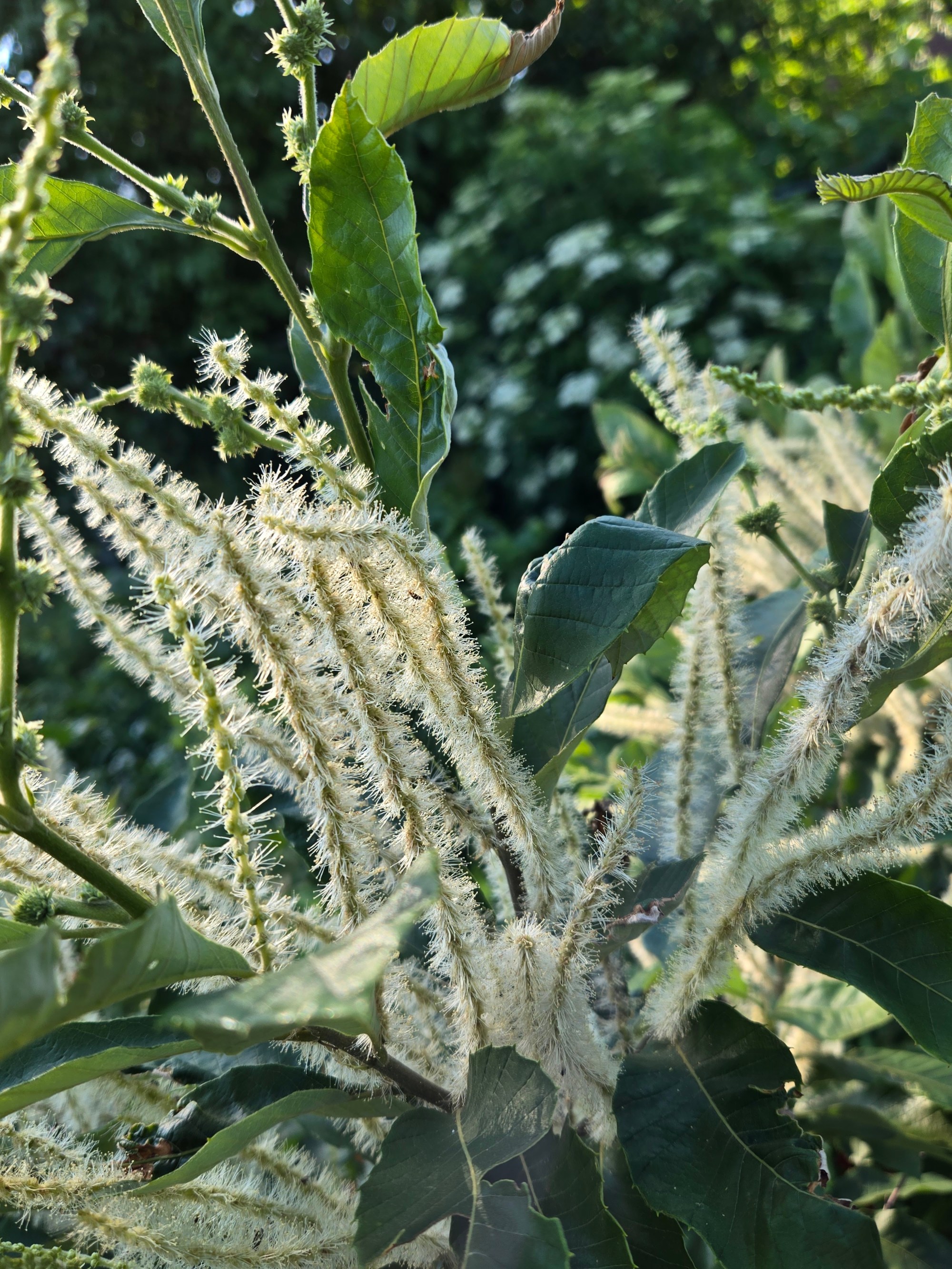 Allegheny Chinquapin and PA Stages of Fruit – Mountain Figs